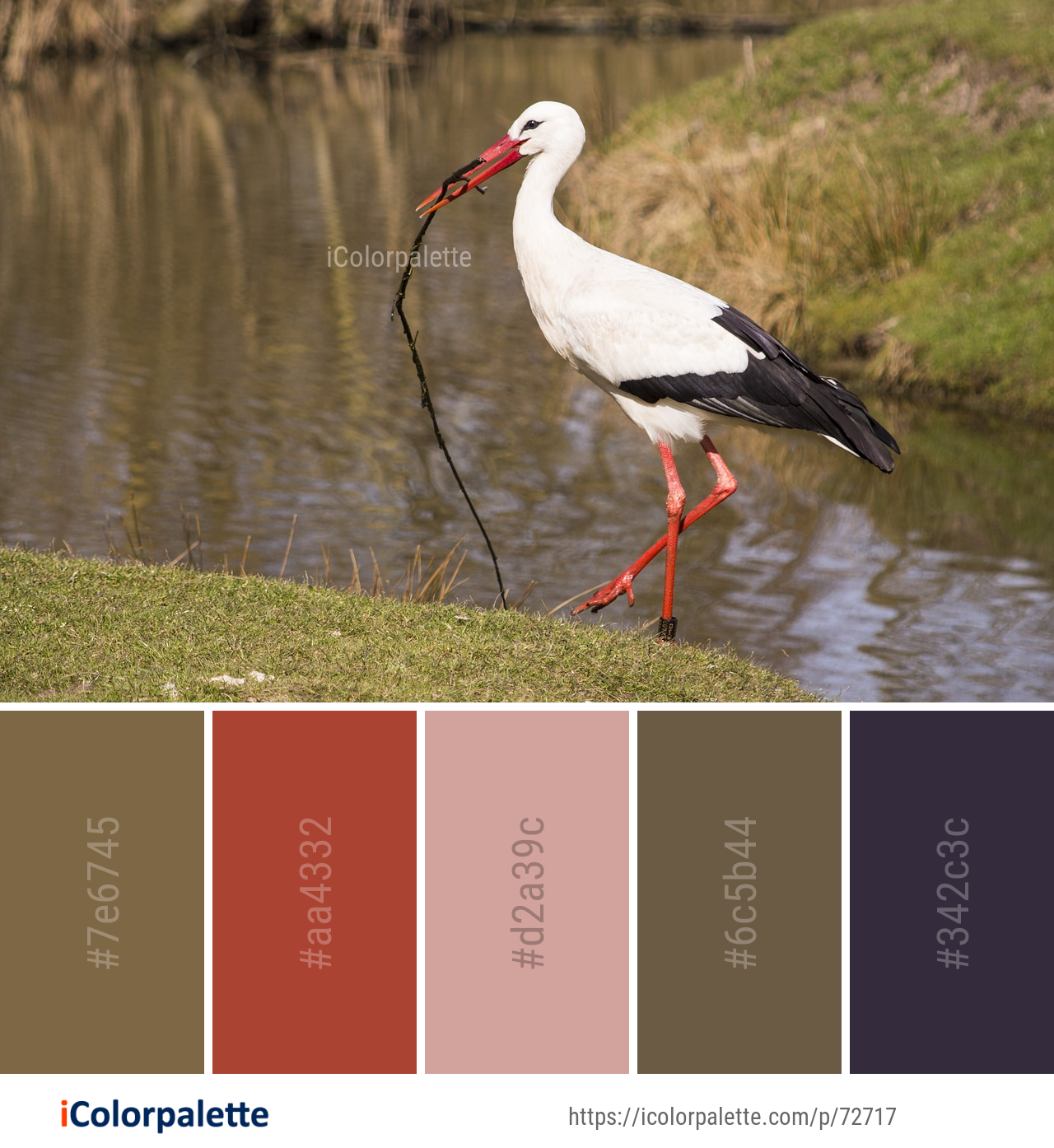 Color Palette Ideas from Bird White Stork Image | iColorpalette