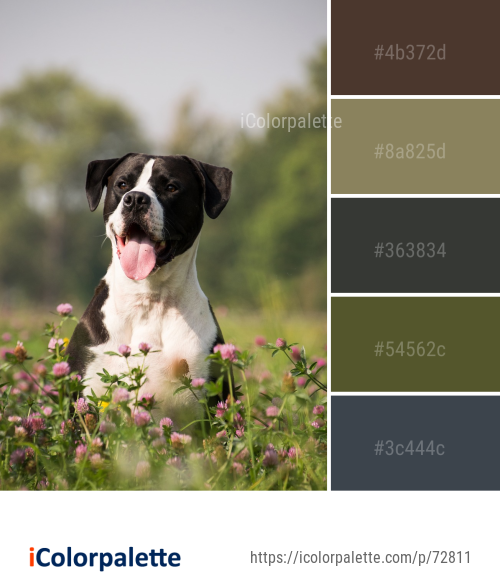 Color Palette Ideas from Dog Breed Like Mammal Image | iColorPalette