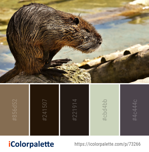 Color Palette Ideas from Mammal Beaver Fauna Image | iColorpalette