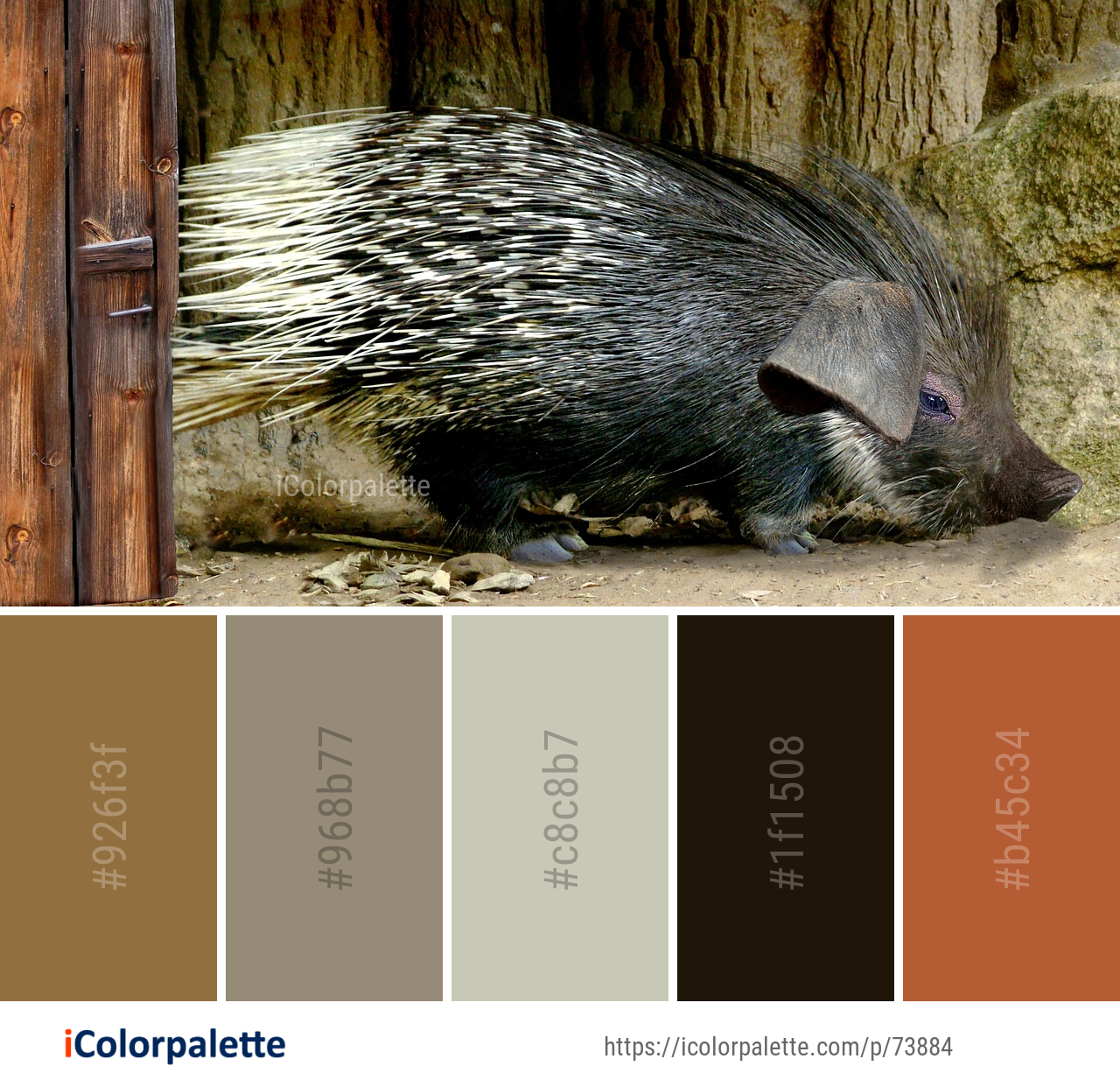 Color Palette Ideas from Porcupine Fauna Mammal Image | iColorpalette