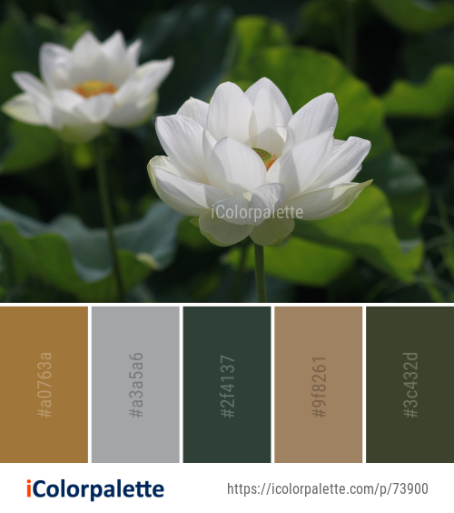 Color Palette Ideas from Flower Plant Lotus Image | iColorpalette