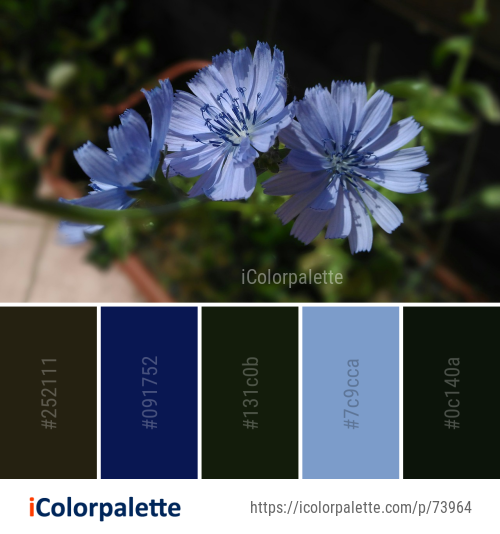 Color Palette Ideas from Blue Plant Flower Image | iColorpalette