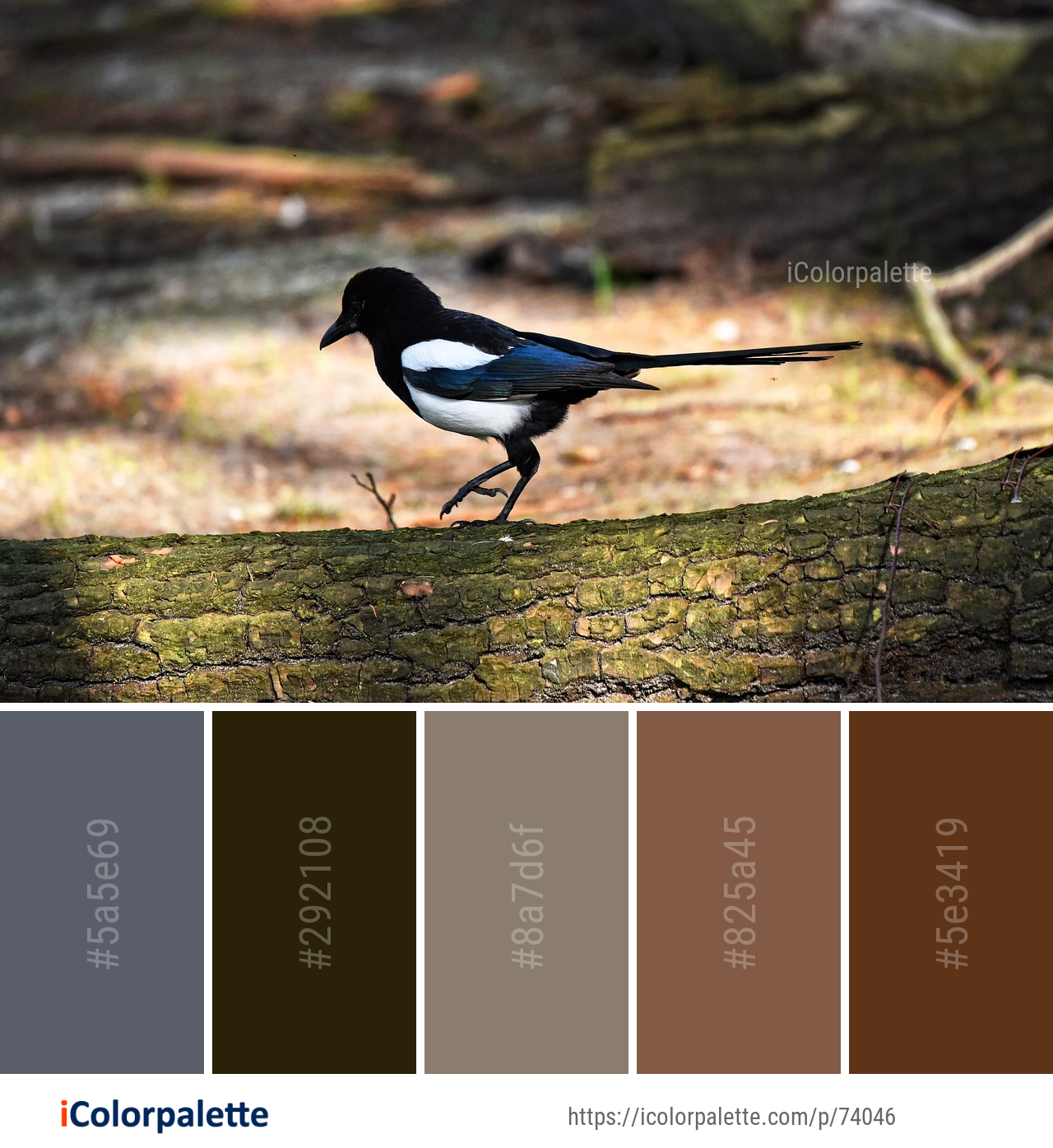 12 Magpie Color Palette ideas in 2025 | iColorpalette