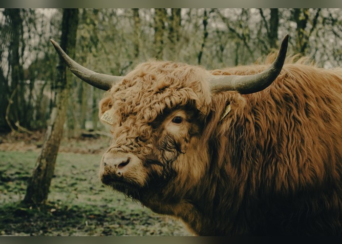 Color Palette Ideas from Horn Cattle Like Mammal Wildlife Image ...