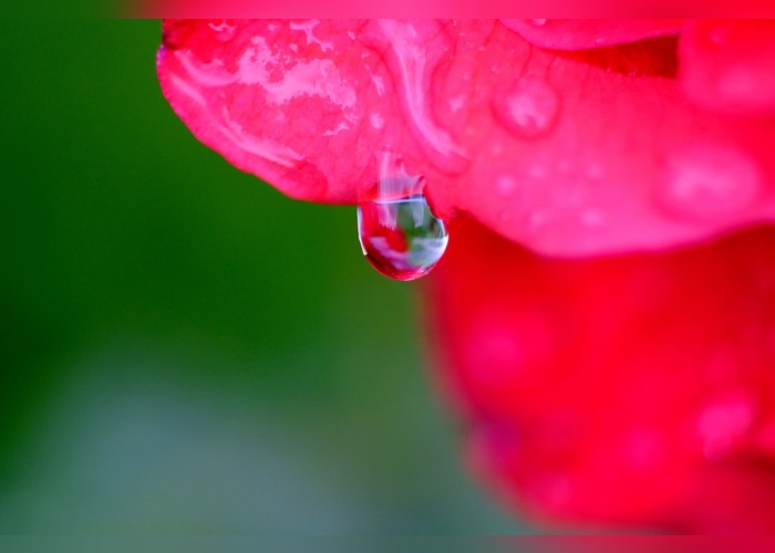 Color Palette Ideas from Red Water Drop Image | iColorpalette