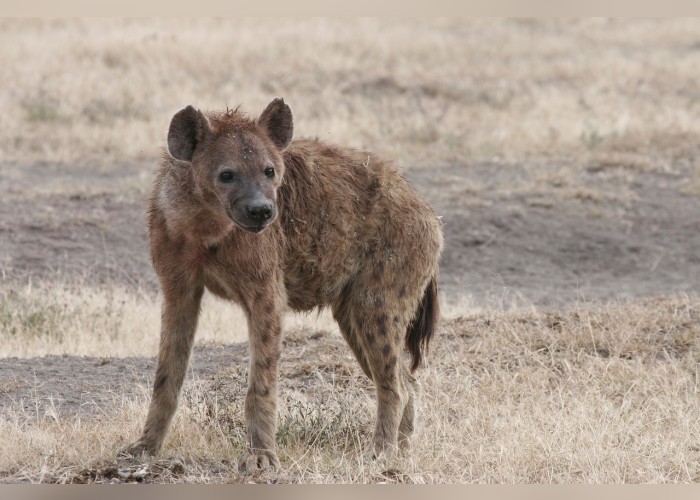 Color Palette Ideas from Wildlife Hyena Fauna Image | iColorpalette