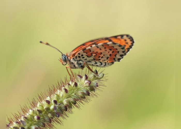 Color Palette Ideas from Insect Butterfly Moths And Butterflies Image ...
