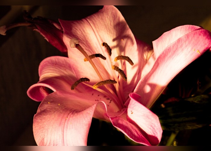 Color Palette Ideas from Flower Lily Pink Image | iColorpalette