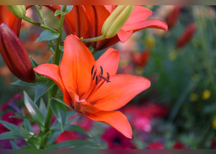 Color Palette Ideas from Flower Lily Plant Image | iColorpalette