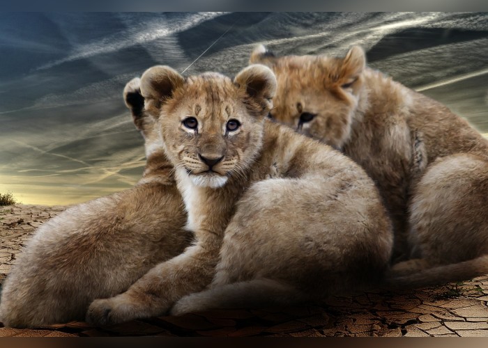 Color Palette Ideas from Wildlife Lion Mammal Image | iColorpalette