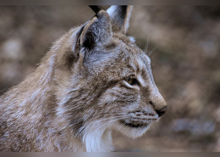 Color Palette Ideas from Wildlife Fauna Mammal Image | iColorpalette