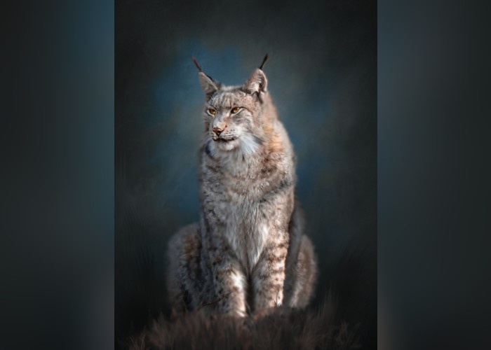 Color Palette Ideas from Wildlife Lynx Mammal Image | iColorpalette