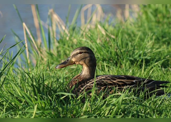 Color Palette Ideas from Bird Duck Ecosystem Image | iColorpalette