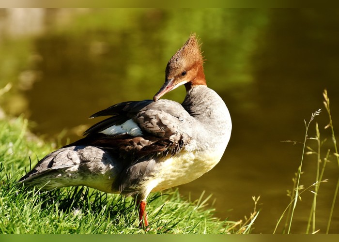 Color Palette Ideas from Bird Duck Ecosystem Image | iColorpalette