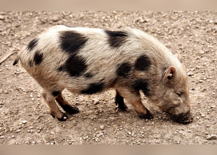 Color Palette Ideas from Pig Like Mammal Domestic Image | iColorpalette