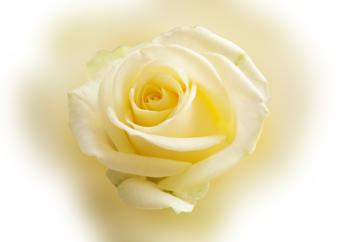 Color Palette Ideas from Flower Rose White Image | iColorpalette