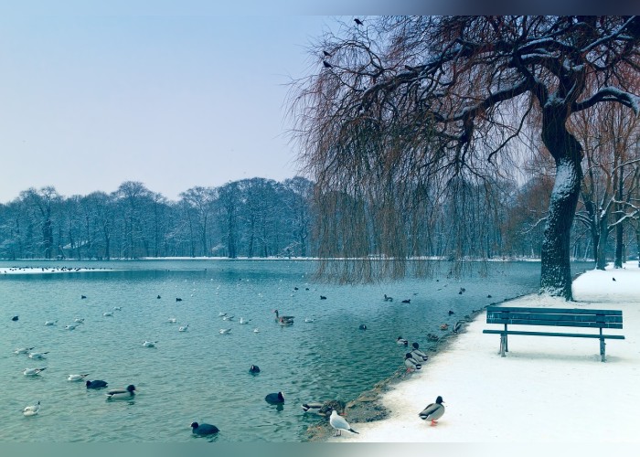 Color Palette Ideas from Water Winter Tree Image | iColorpalette