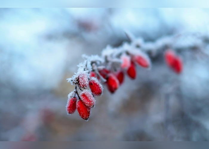 Color Palette Ideas from Red Freezing Winter Image | iColorpalette